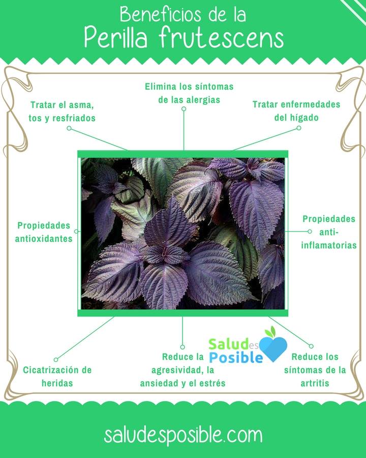 SALUD CON SENTIDOS: Conoce las maravillas de la perilla