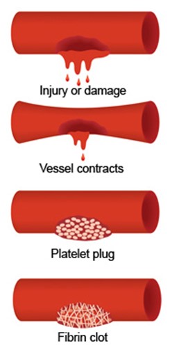 Body System: Blood Components