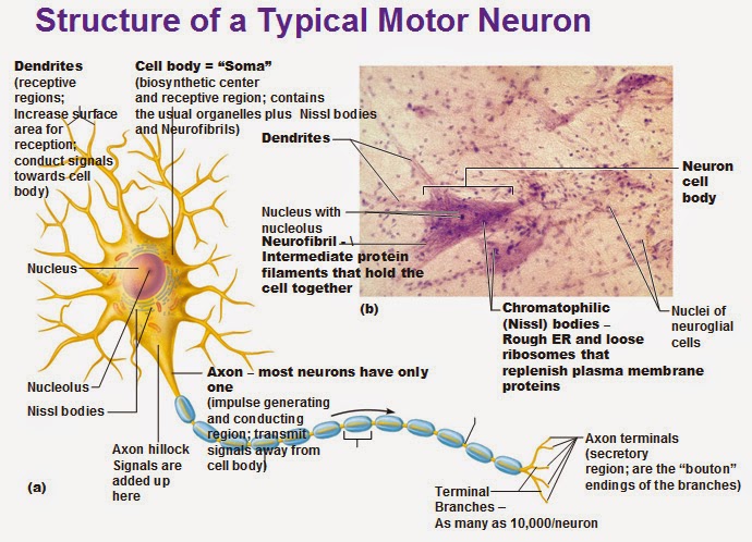 Labeled Neuron