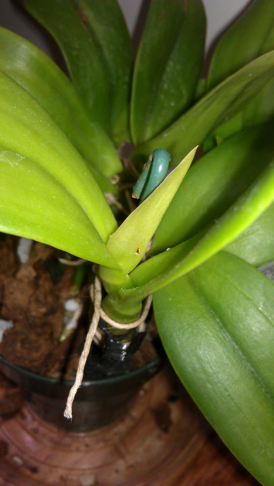 Maria's Orchids: Ctt Jewel Box "Scheherazade" AM/AOS (C aurantiaca x Lc ...