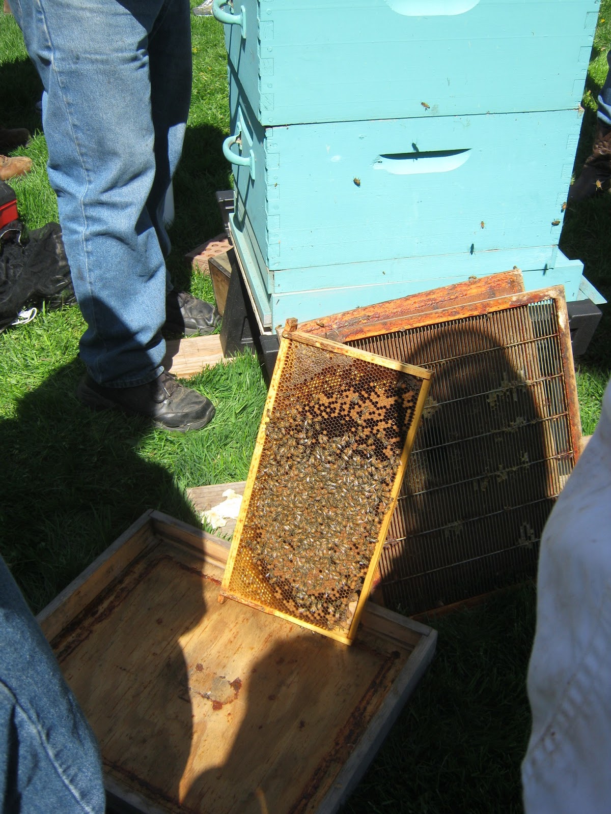 Steven's Bees: First Outdoor Bee Meeting, and a Quick Check