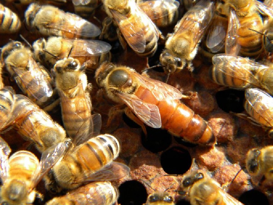 APICOLTURA " C O S M E A ": Introduzione della regina