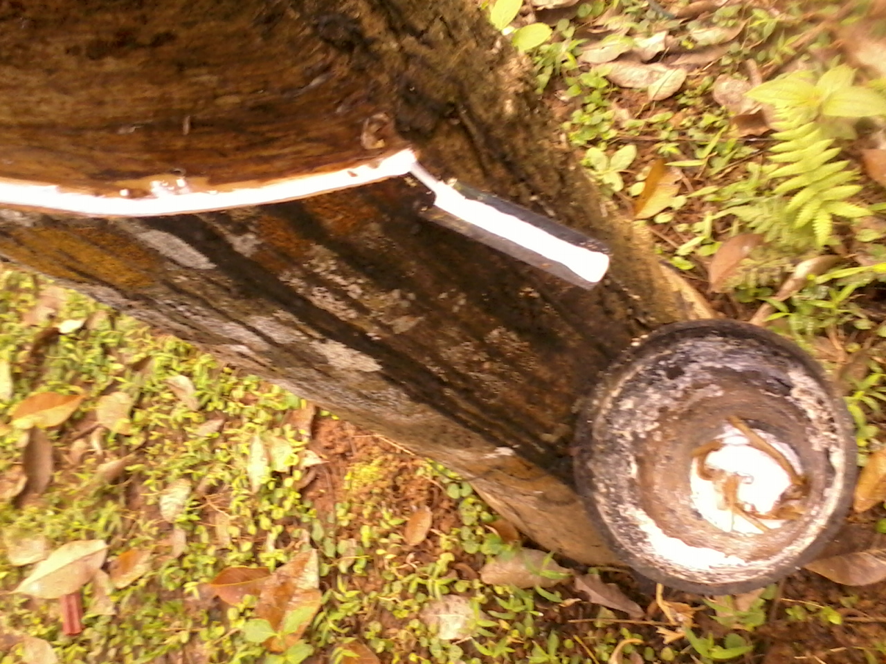 My New Me: Getah Skrap