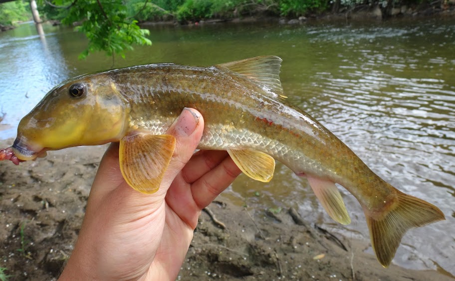 Ben Cantrell's fish species blog: 2014 NANFA convention part 3 - New ...