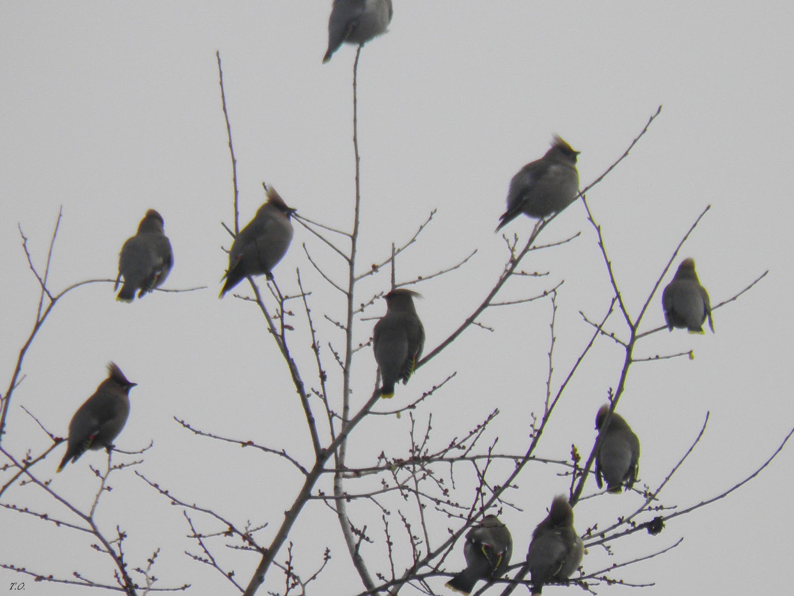 PASARI DIN ROMANIA: MATASARI, Bombycilla garrulus (2)