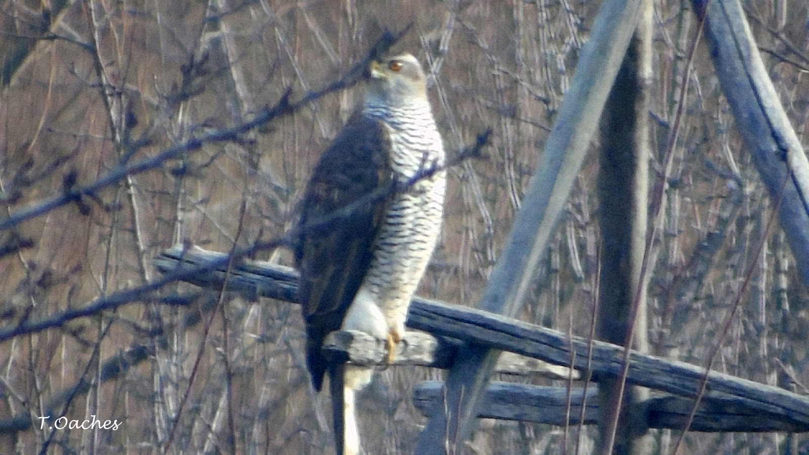 PASARI DIN ROMANIA: ULIU PORUMBAR (ULIUL GAINILOR), Accipiter gentilis