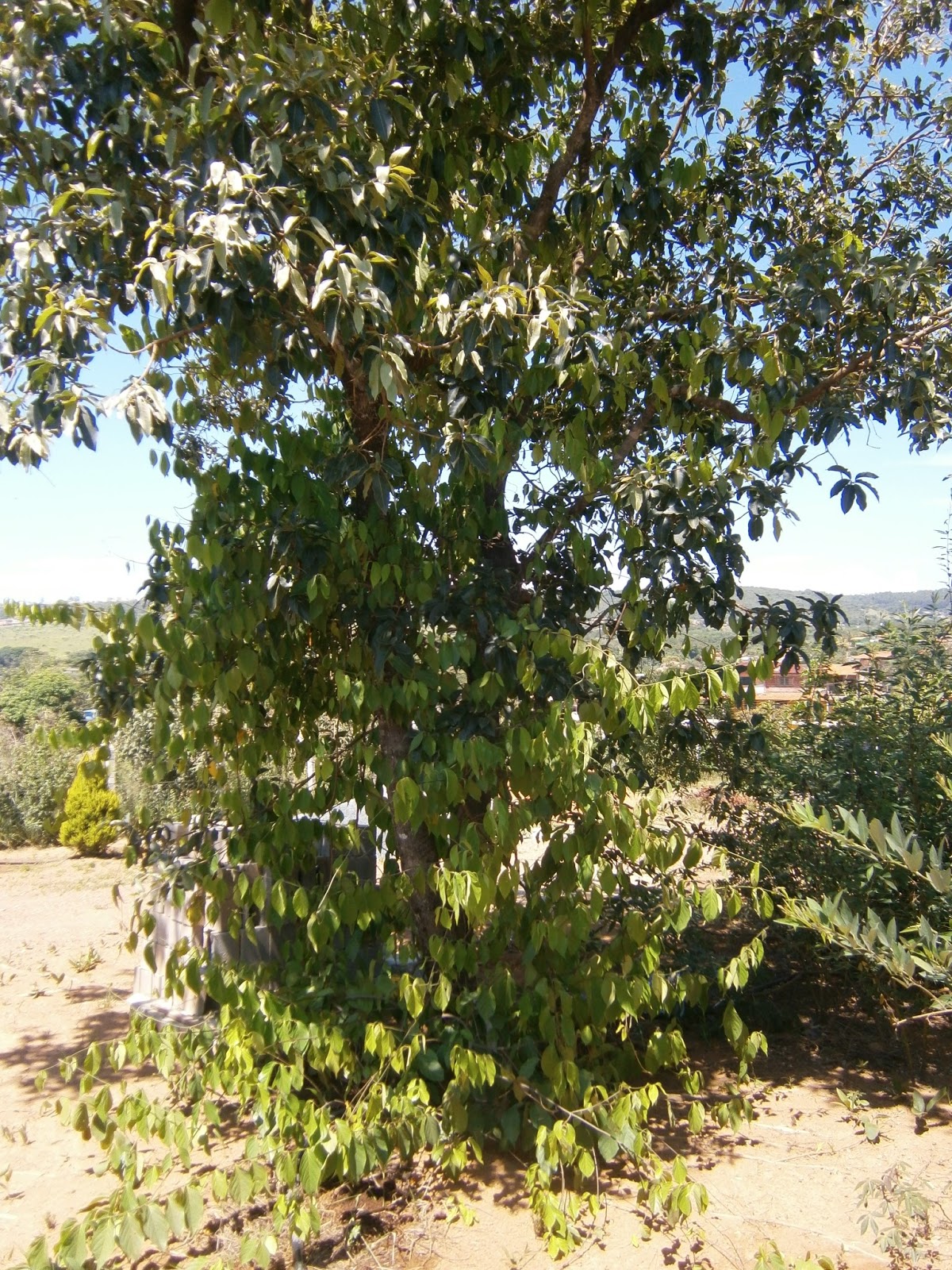 Zelando pela Chacrona e pelo Jagube: Os primeiros Jagubes