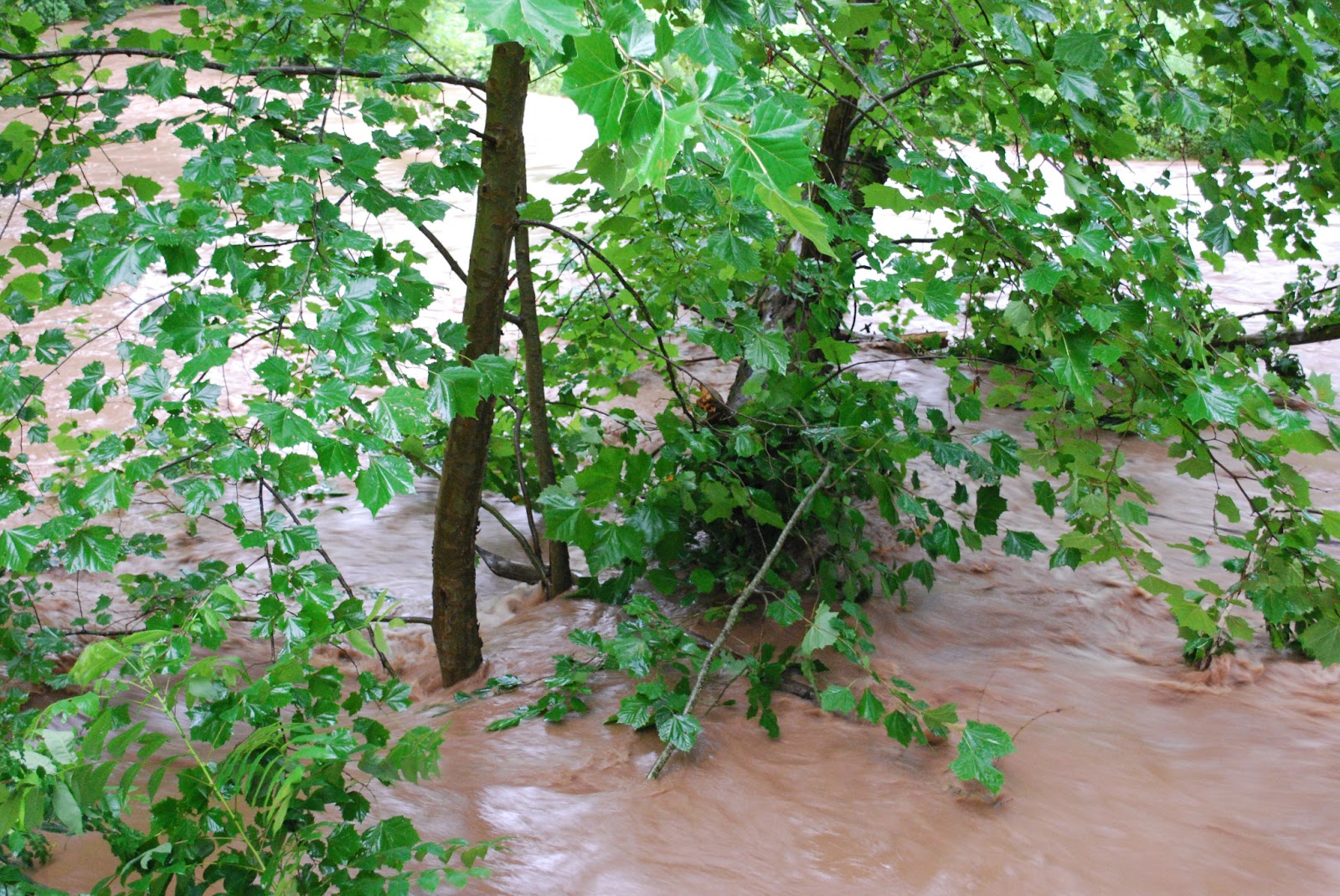 Excelsior: Flash flood trashes trees