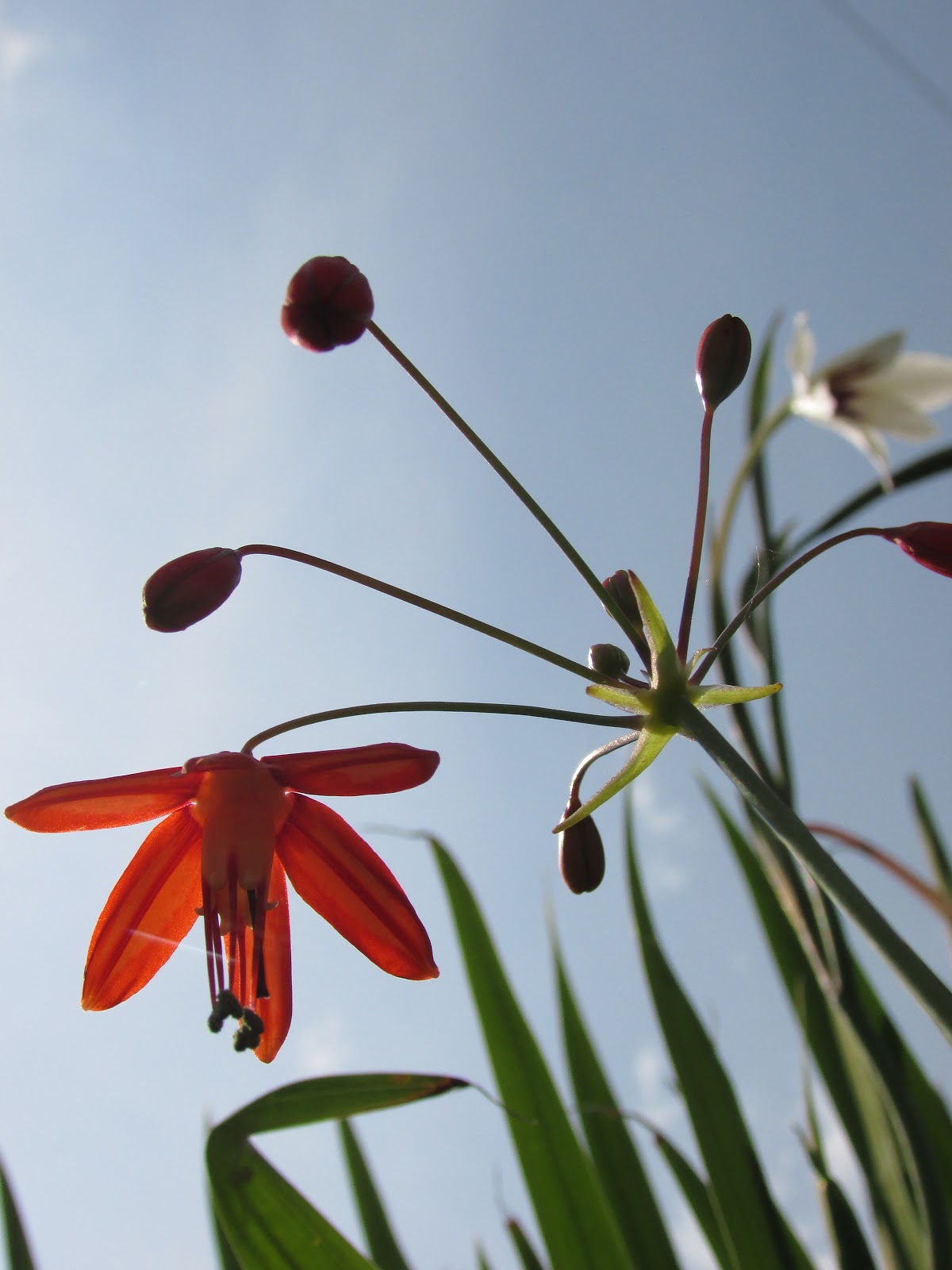 Gardening Granny's Gardening Pages: Coral drops (Bessera elegans)