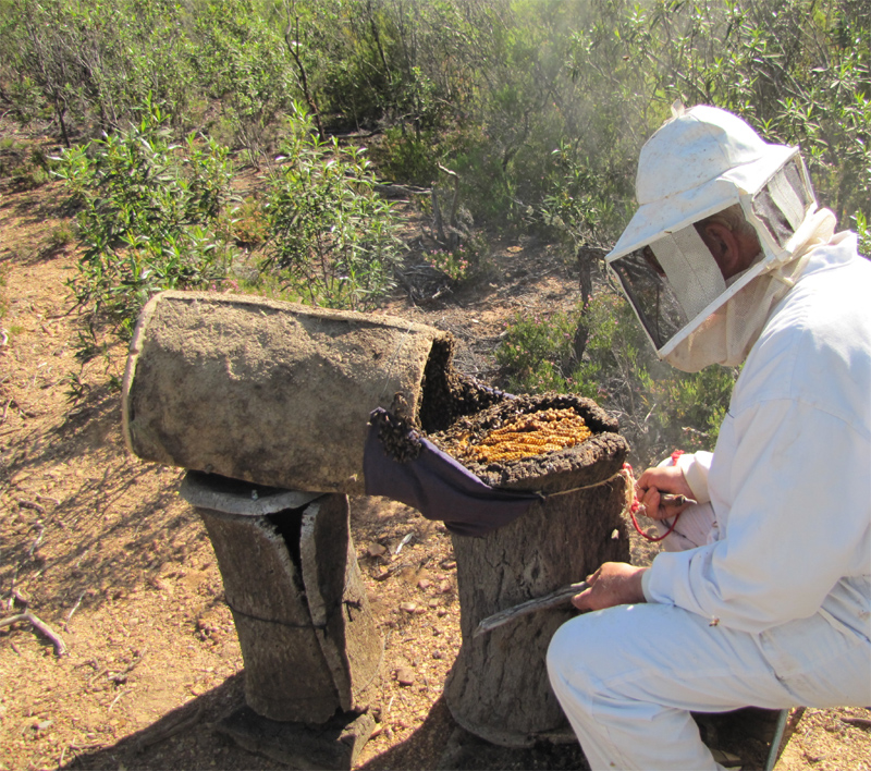 Entre Jaras y Pedreras: La vieja colmena y el viejo colmenero