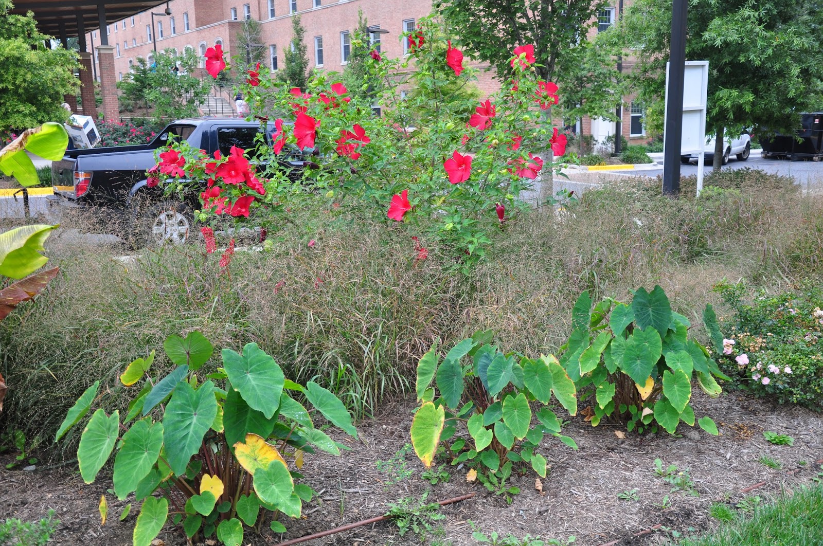 UMD Arboretum and Botanical Garden: August 2013