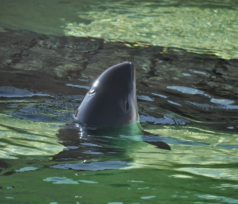 ZOOTOGRAFIANDO (6.096 ANIMALS): MARSOPA COMÚN / HARBOUR PORPOISE ...