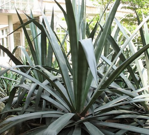 Belajar Tentang Alam tumbuhan: STUDI DAUN ( Bangun Daun Circumscriptio