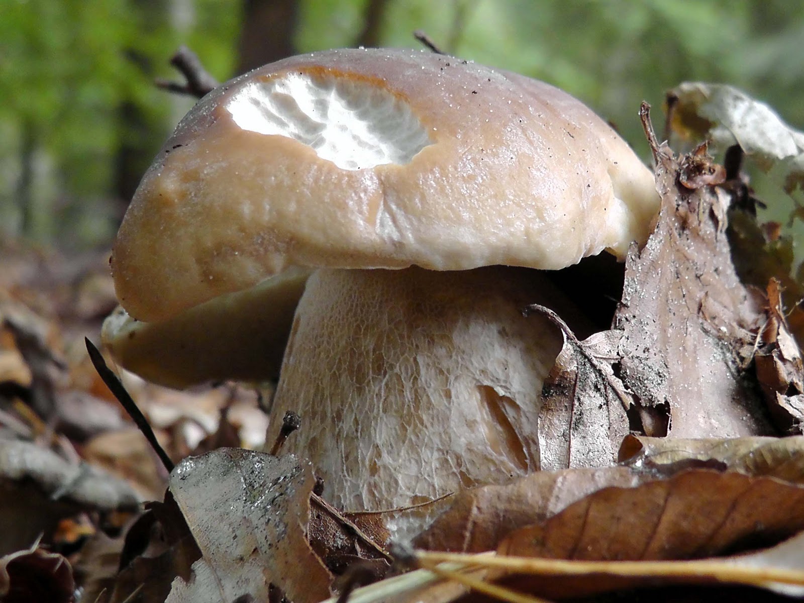 Pilze Sammeln und Pilze Bestimmen - Blog: Pilzsaison 2011 für ...