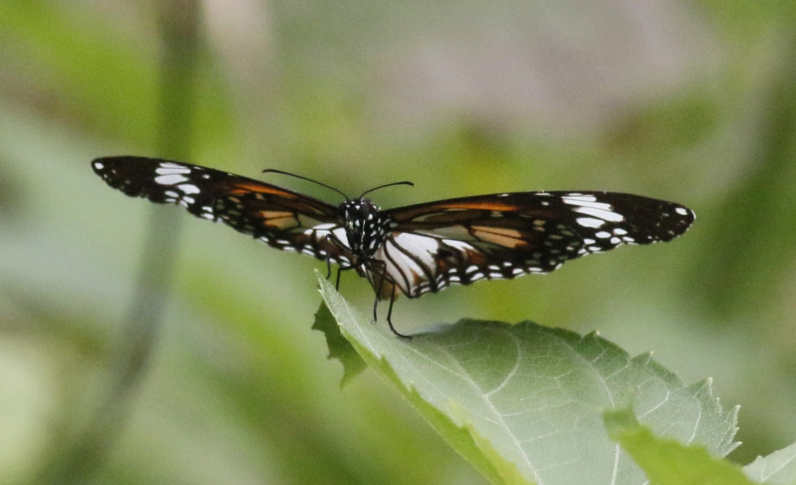 RON - BUTTERFLY GALLERY (Malaysia): Swamp Tiger (Danaus affinis)
