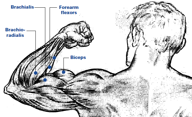 BEGINNER BICEPS WORKOUT GUIDE « BODY BUILDING