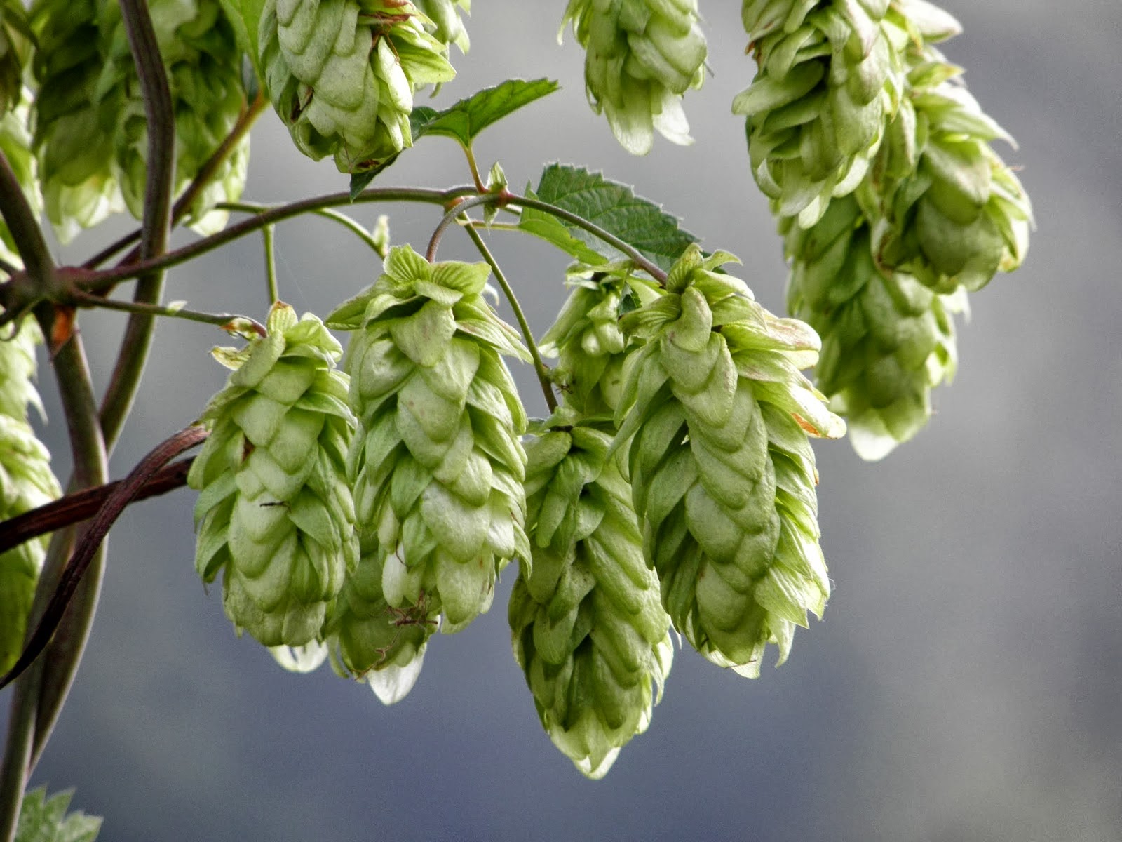 Anima Biologica: Humulus lupulus, il Luppolo proprietà e benefici