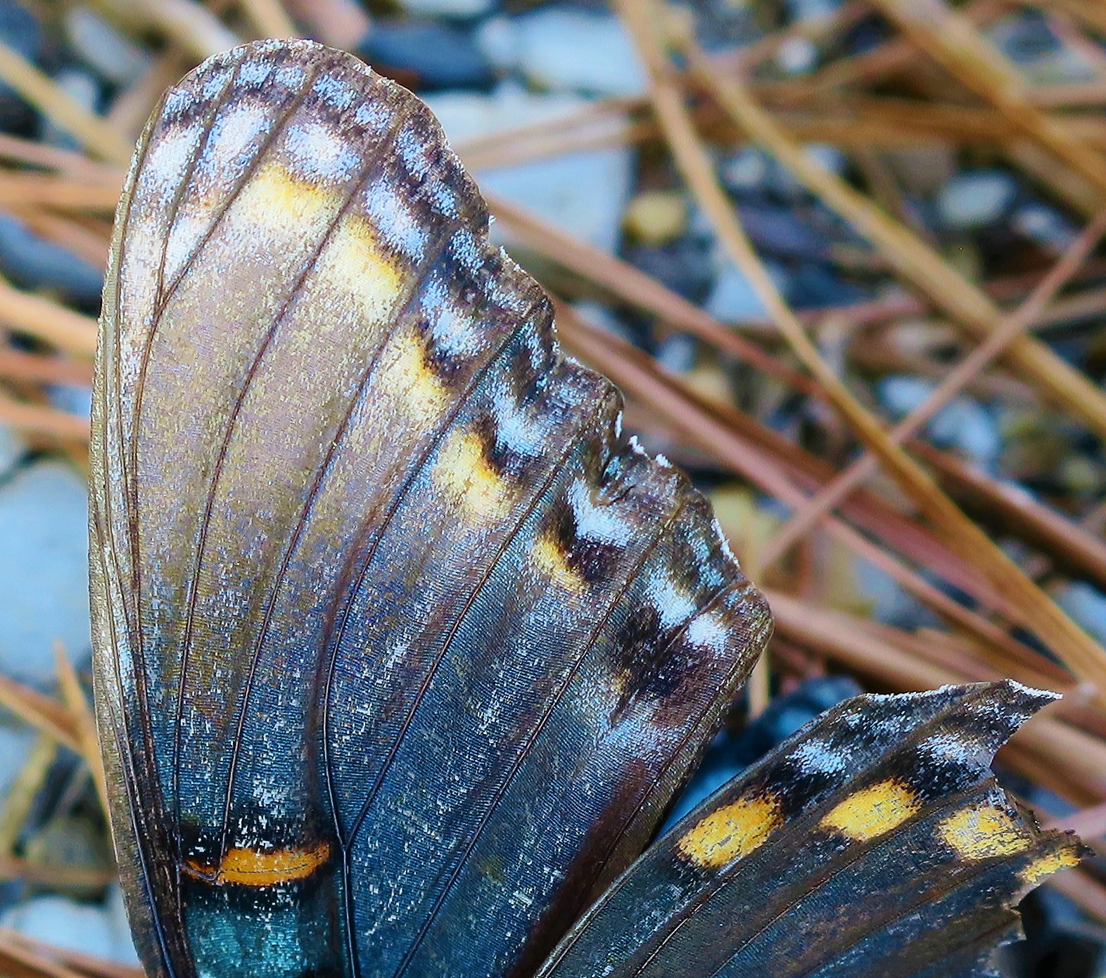 Living Rootless: November 2017