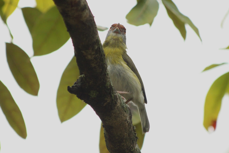 Nuestro bello mundo...: Primavera en el Parque del Este