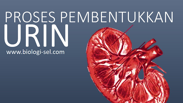 3 Proses Pembentukan Urine Beserta Gambar dan Tabel (Singkat) - Biologi Sel