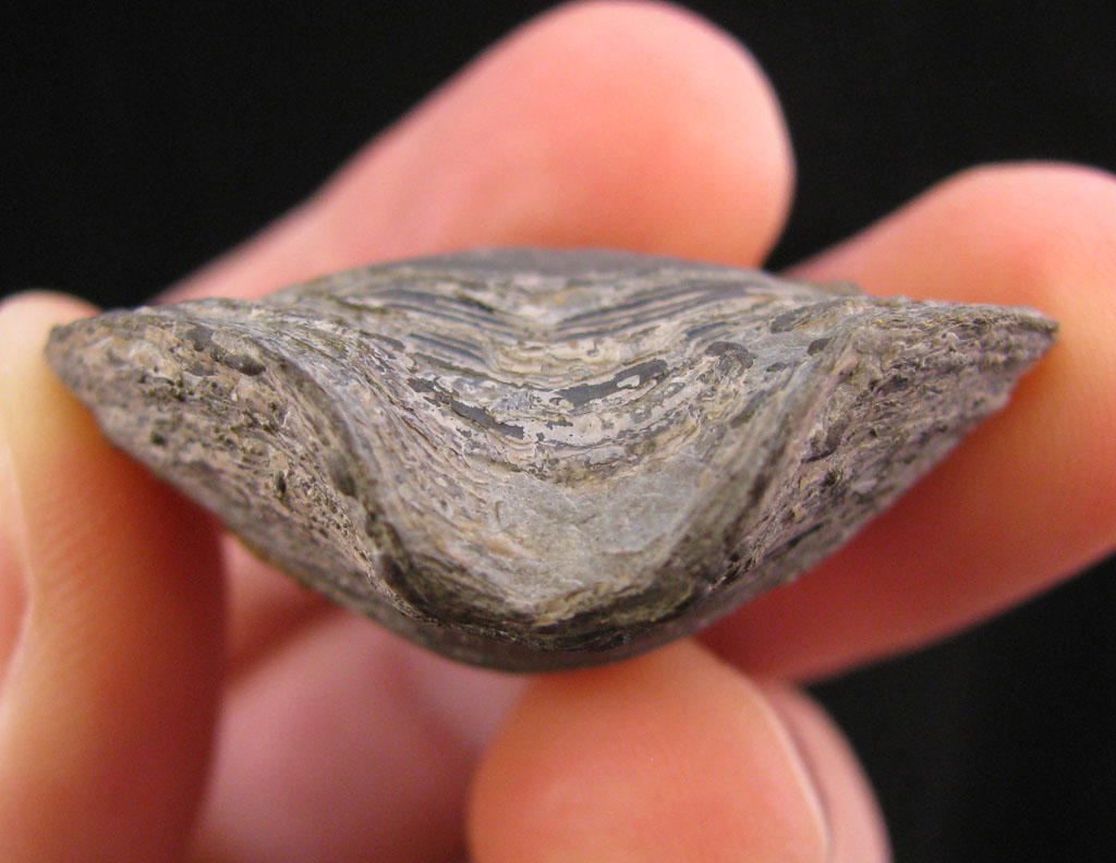 Views of the Mahantango: Athyris spiriferoides brachiopod from the ...