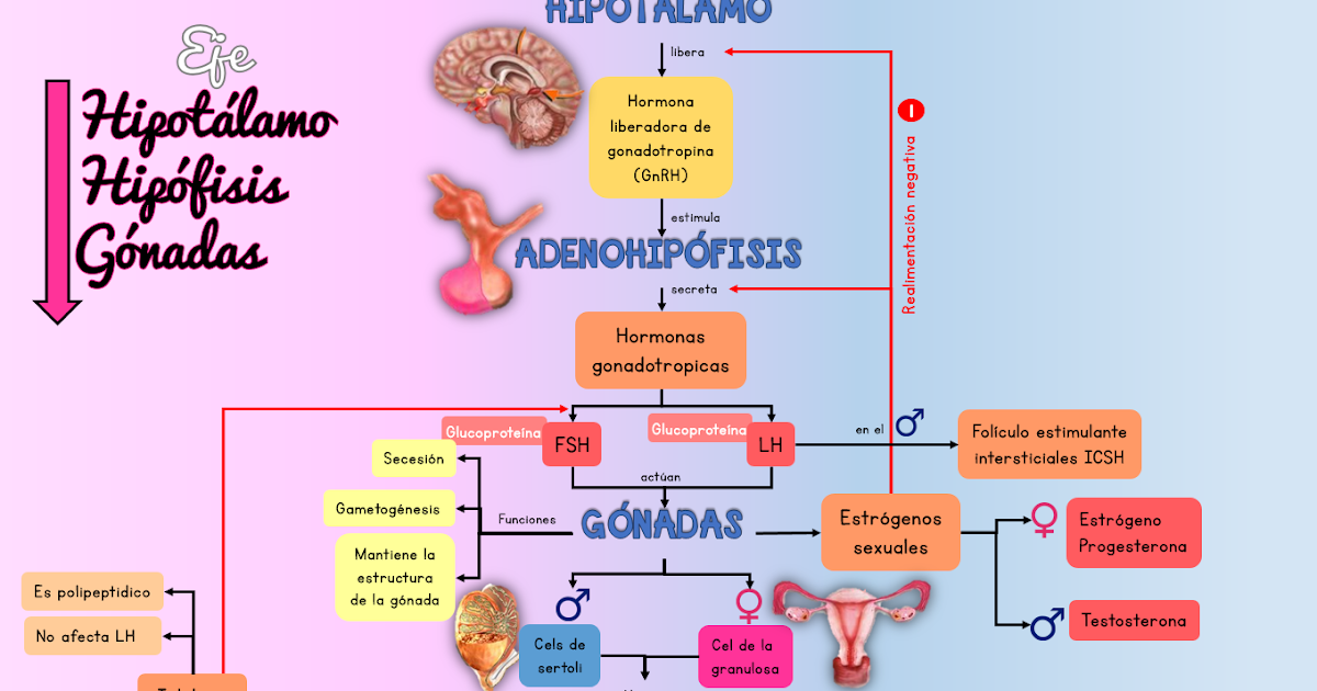La Fisiología de Diana : 2. Sistema Endocrino (Eje Hipotalamo ...