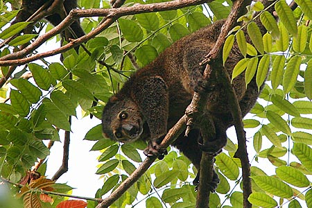 lovely travelling sulawesi indonesia: tangkoko national park tour