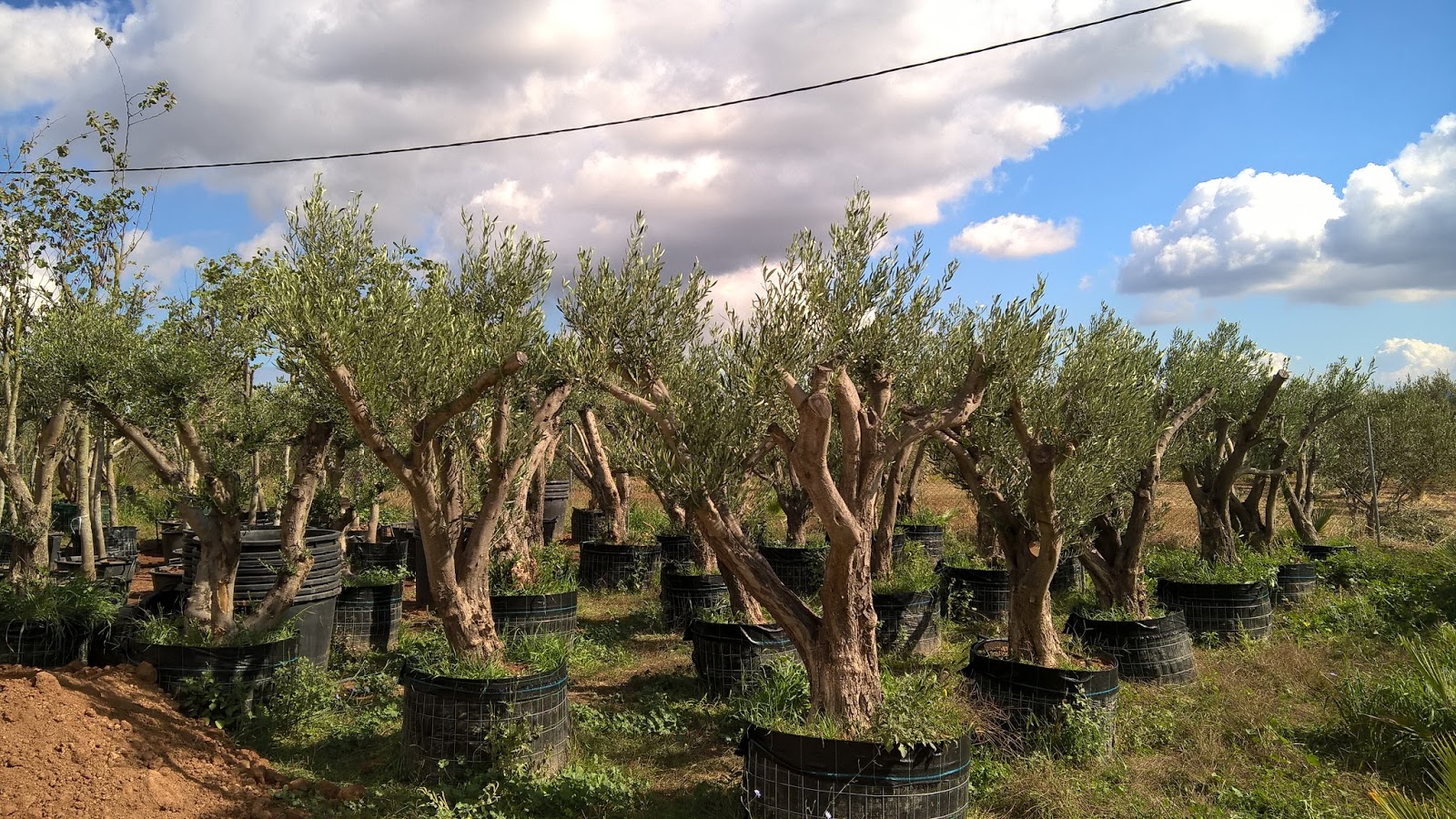 ΦΥΤΩΡΙΑ ΔΕΛΤΑ NURSERIES DELTA TREES LTD: Προσεγγίζοντας την Ελιά.