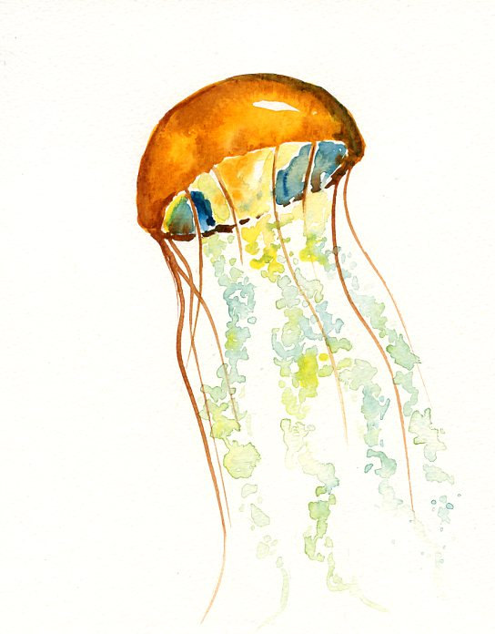 Watercolor Inspiration: Sea Creatures | PicFish