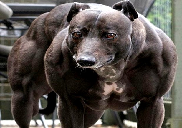 Wendy - The Schwarzenegger dog - Weird World