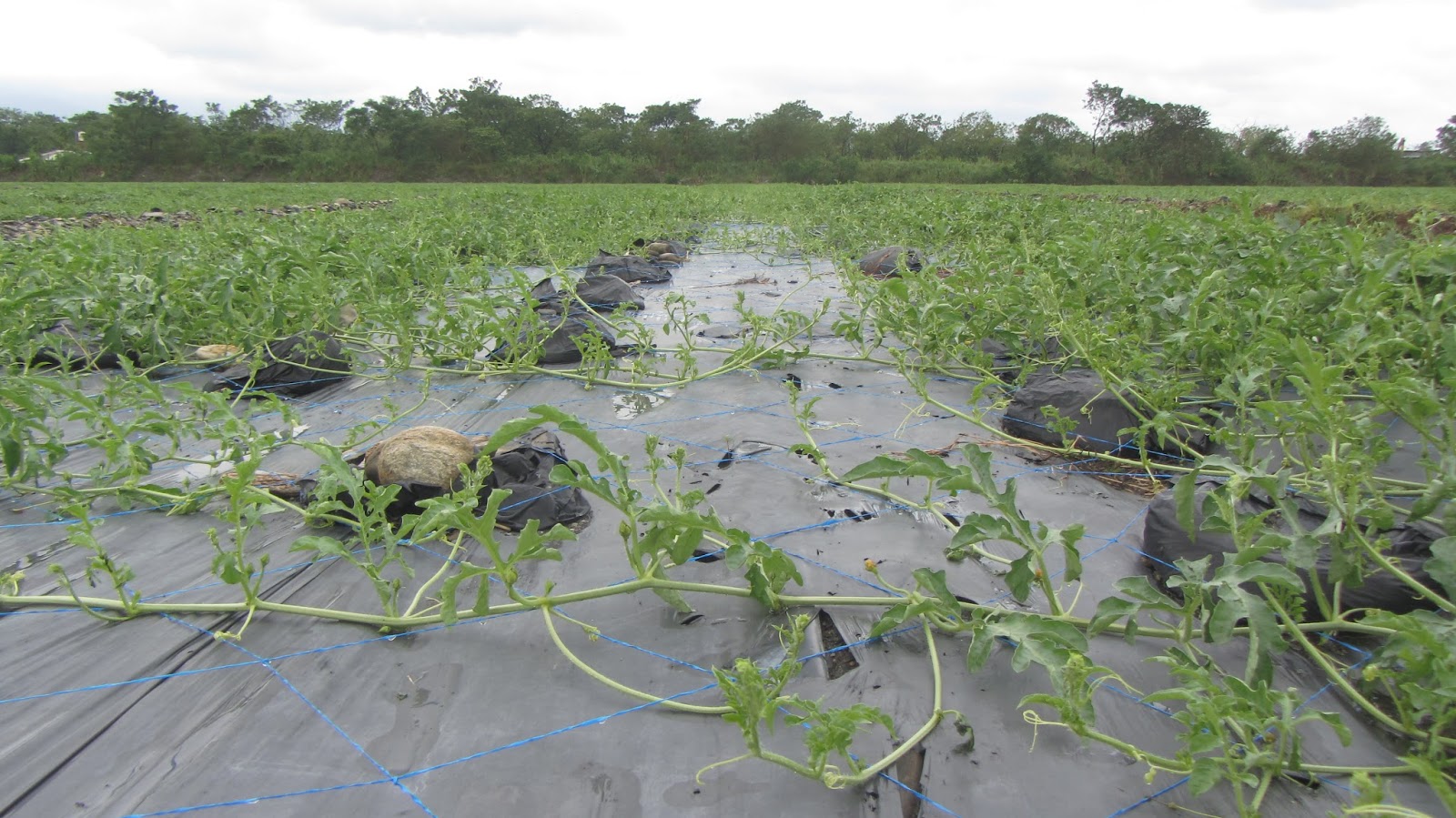 Estudiando Agricultura en Taiwán: Después de tifón (4): evitando ...
