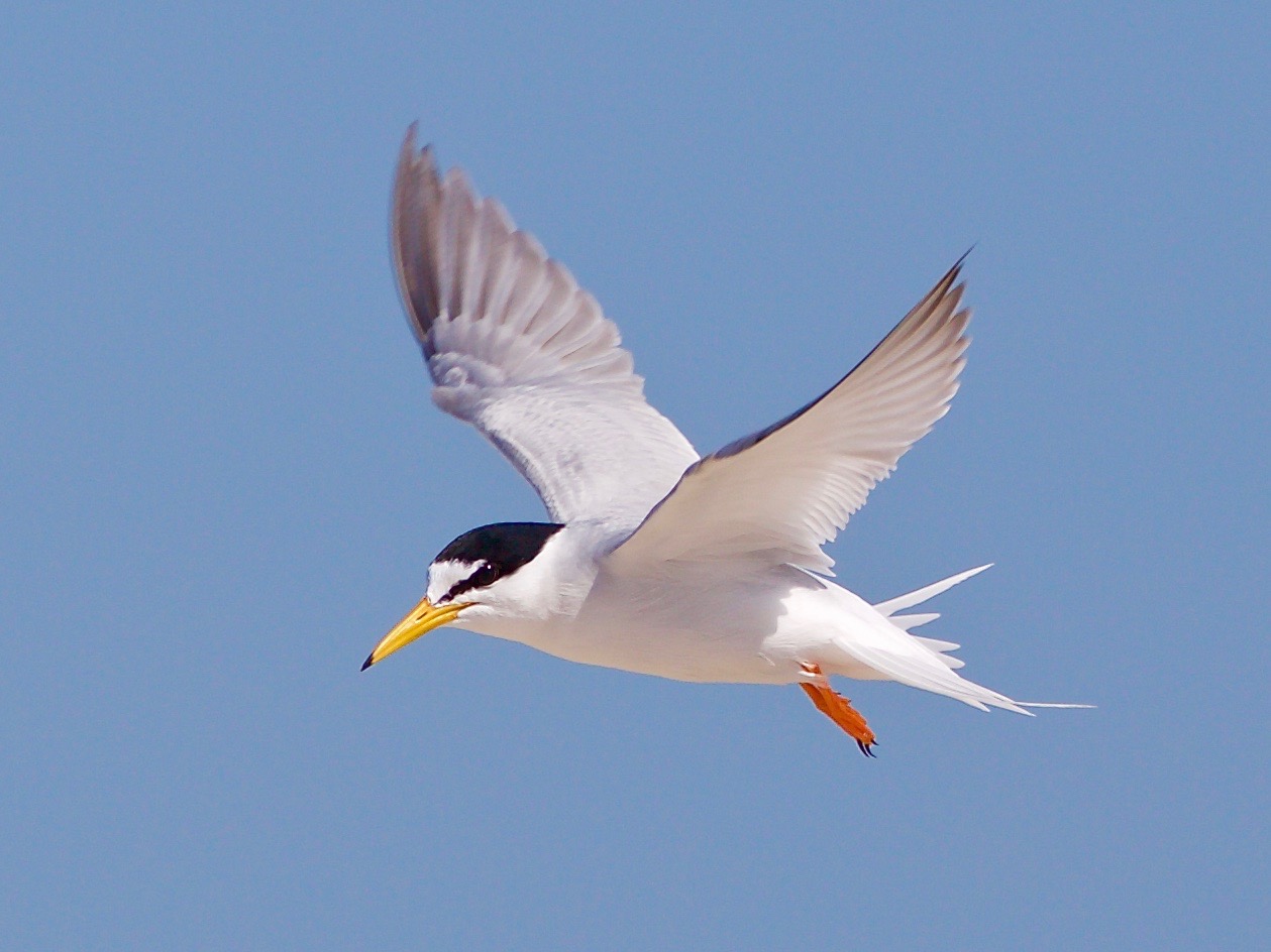 Avithera: Small terns on the Gippsland Lakes