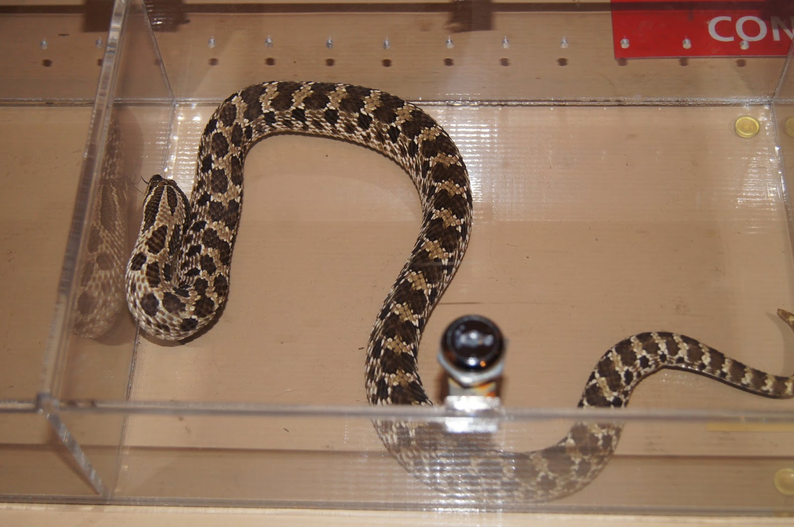 Things with Wings: Concord, Uxbridge and Gloucester