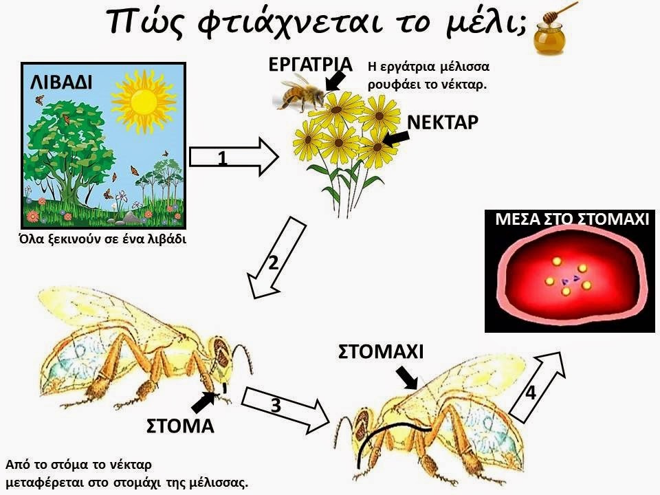 ΔΗΜΟΤΙΚΟ ΣΧΟΛΕΙΟ ΜΕΓΑΛΟΧΩΡΙΟΥ: Πώς φτιάχνουν οι μέλισσες το μέλι;