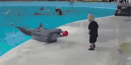 The Daily Blubb: Cigar Smoking Dolphin??