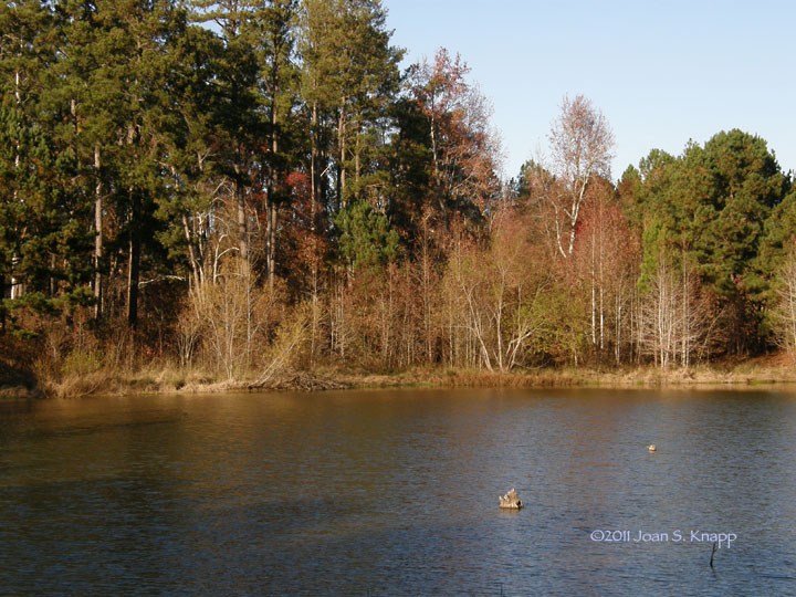 Anybody Seen My Focus?: Charlie Elliott Wildlife Center: Fall Color