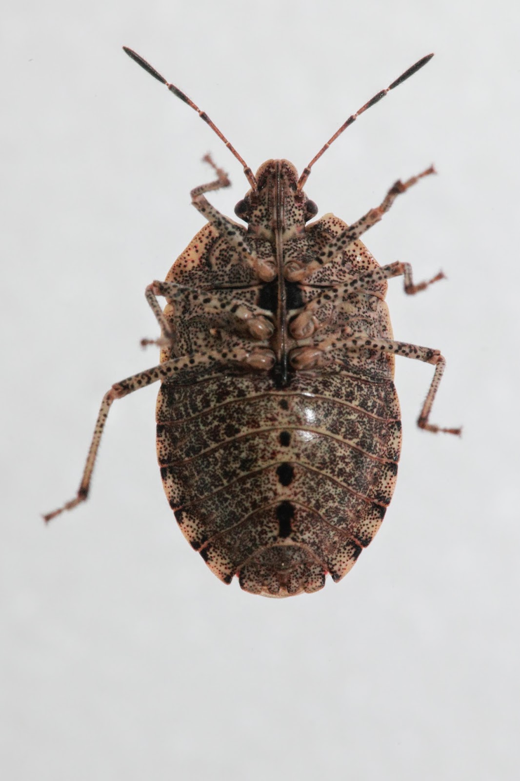 Wtf is this?? : r/PUBGMobile