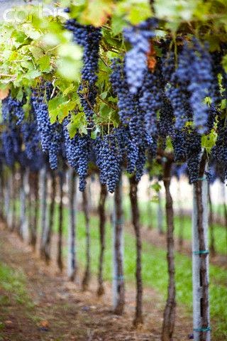 Vineyard | Photos Hub