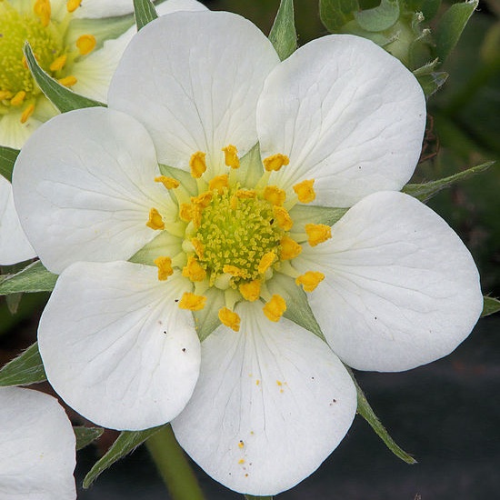 MALINALLI · herbolaria médica: FRESA o FRUTILLA, strawberry - Fragaria ...