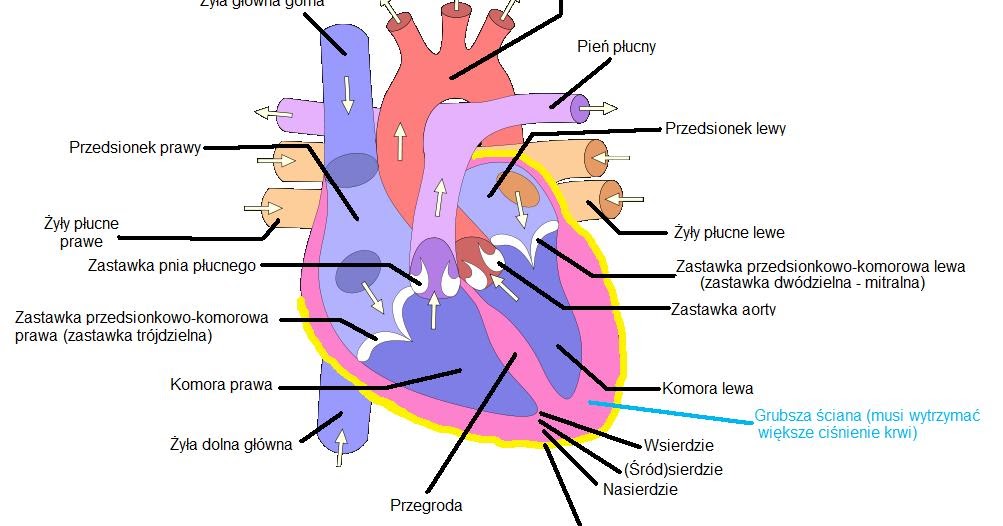 Adenozynotrifosforan?: Układ krążenia [1]