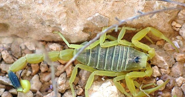 Universo Animal: Datos curiosos sobre los escorpiones