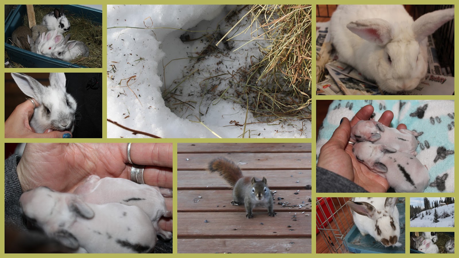 Welcome to Beaver Creek Homestead: How Bunnies Give Birth