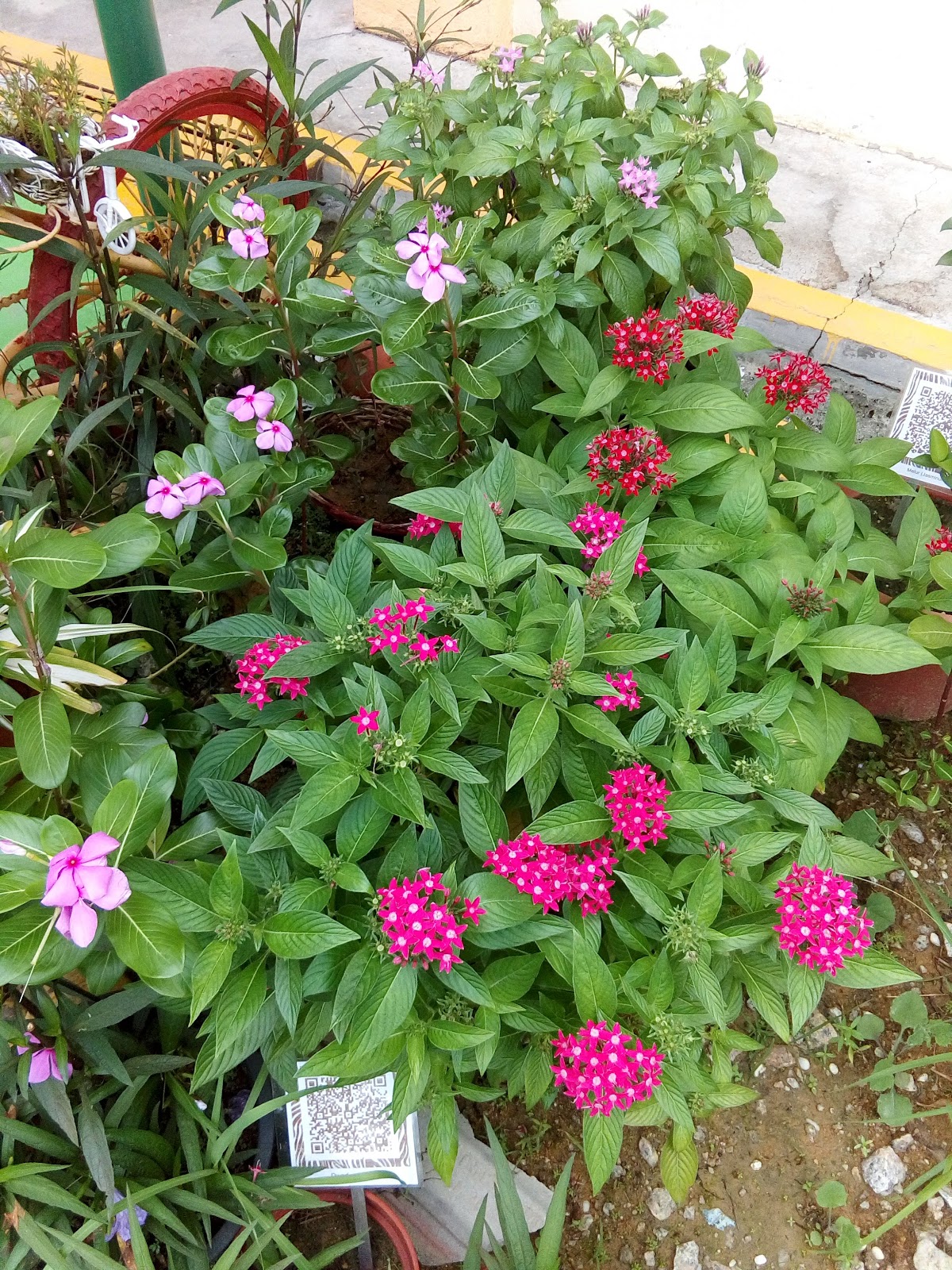 Bunga pentas (pentas lanceolata)