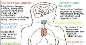 PCOS and the Endocrine System