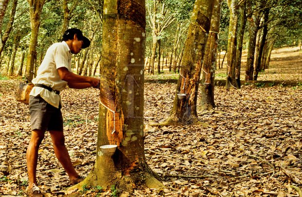 KL CHRONICLE: Getah Sekerap RM 2.20/kg, Sekali Kutip 140 kg ...