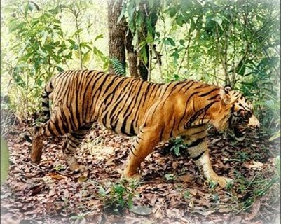 Macan Bali: Bali Tiger