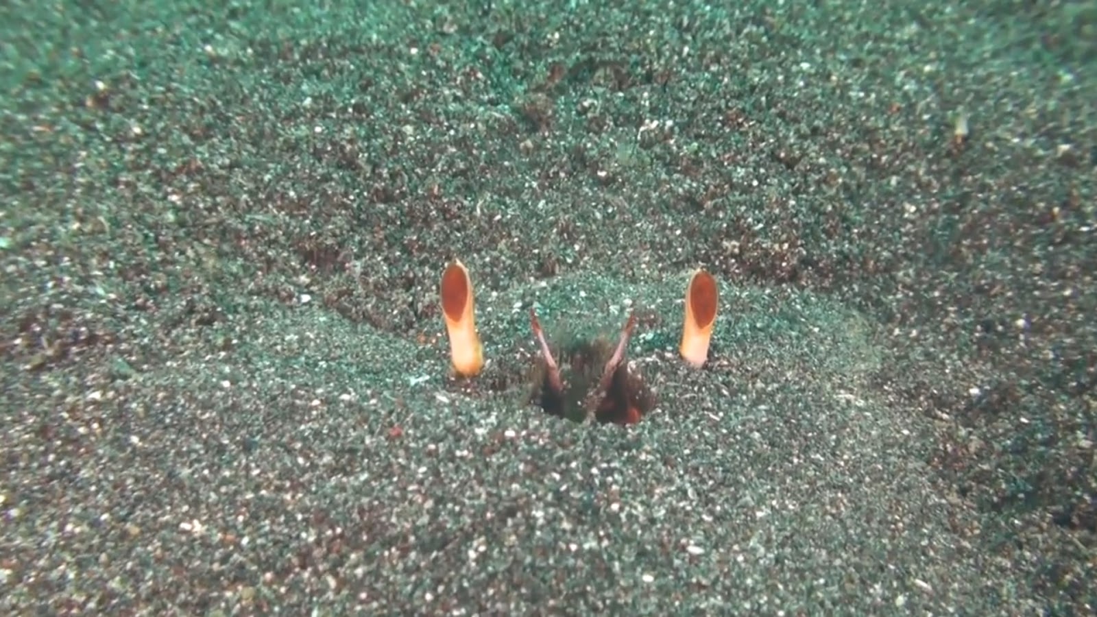 Real Monstrosities: Spanner Crab