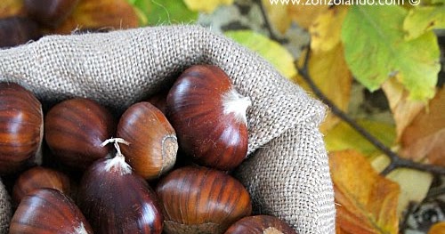 Castagne: un dono del bosco e tanti ricordi | Zonzolando