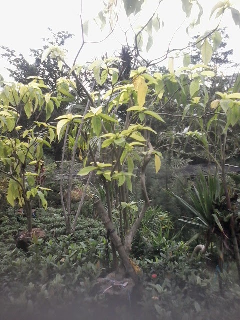 Kol Banda, Tanaman Obat Kol Banda ~ Arya Flower Landscape