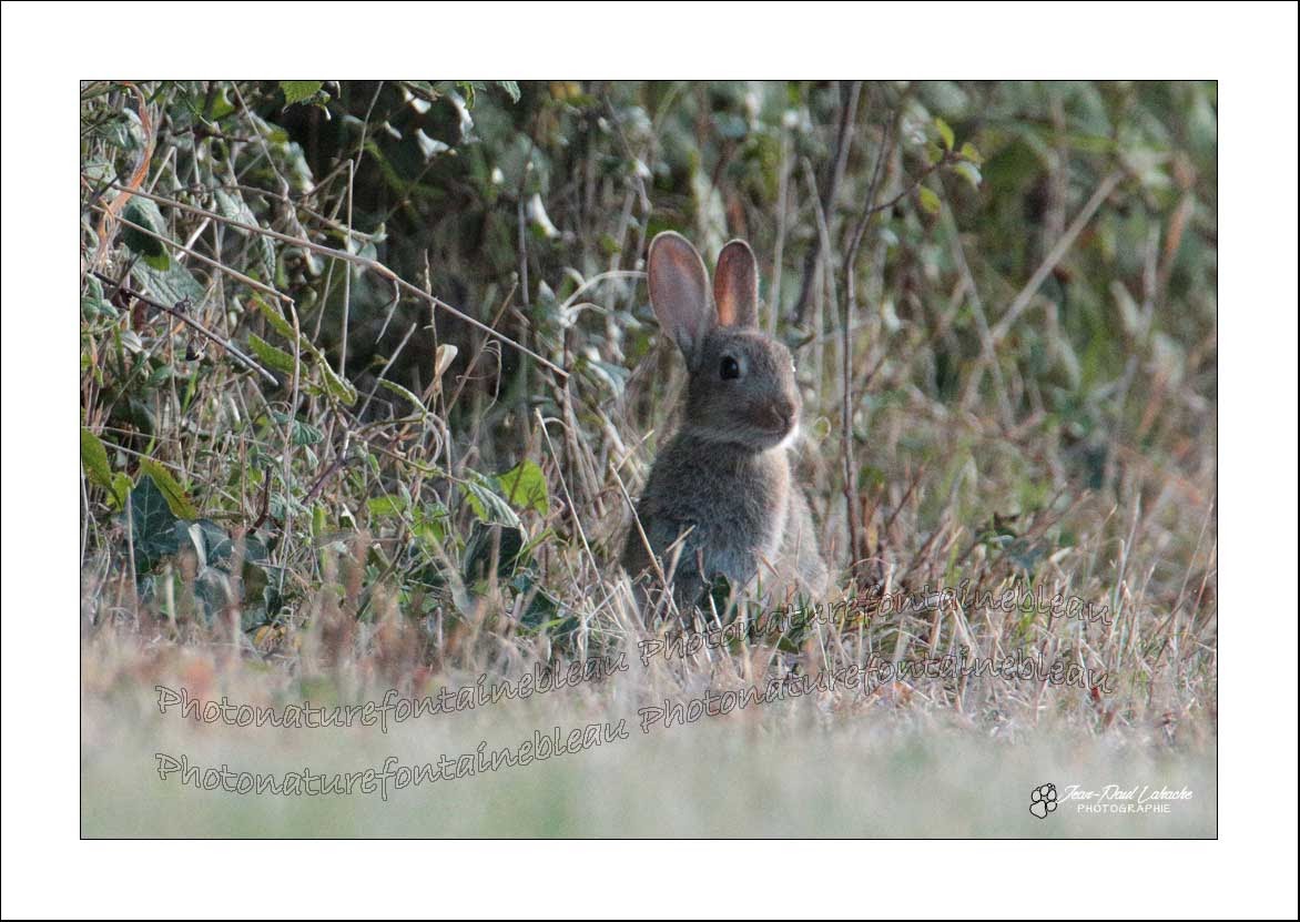 Une matinée avec les Lapins de garenne. Note N° 2017 078